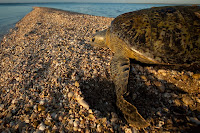 WILDBlog: People Helping Turtles, Turtles Helping People