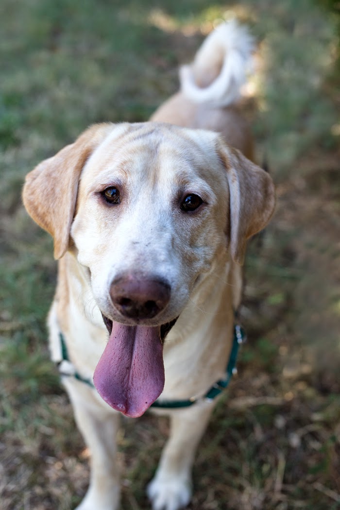Shelter Dogs of Portland: "DUKE" nice Yellow Lab mix