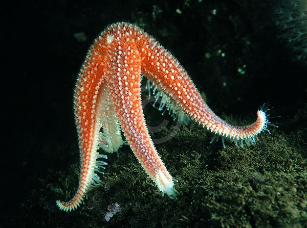 The Echinoblog: Starfish Standing on their Tippy Toes: The Strangeness ...