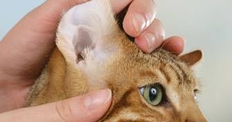 Kesihatan Kucing Anda : Penjagaan Telinga Kucing