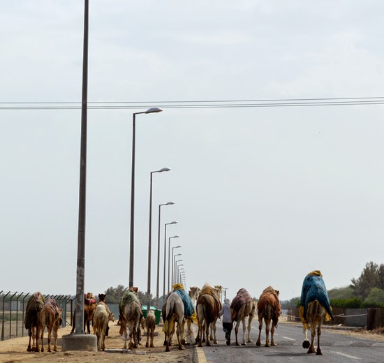 High Heeled Traveler: Camels in Kuwait