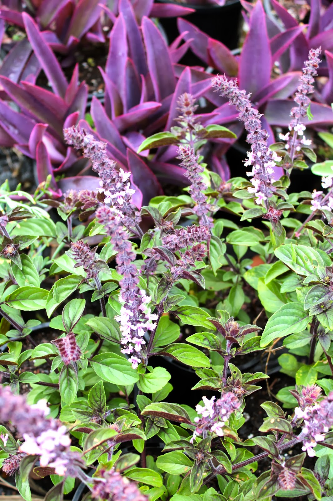 Florez Nursery: African Blue Basil