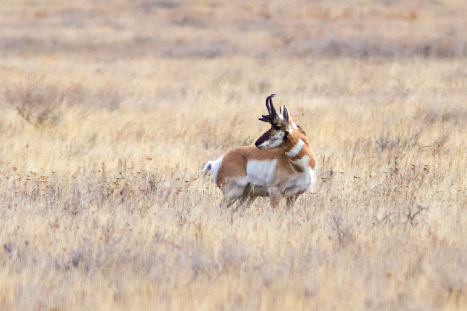 Fur & Feathers 500 - a Canada Big Year for Birds and Mammals: A quick ...