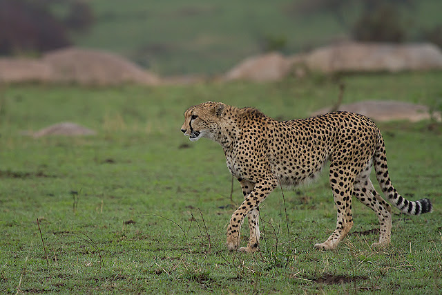 Tonymann Tours&Safaris: Our favourite animal of the week - The Cheetah ...