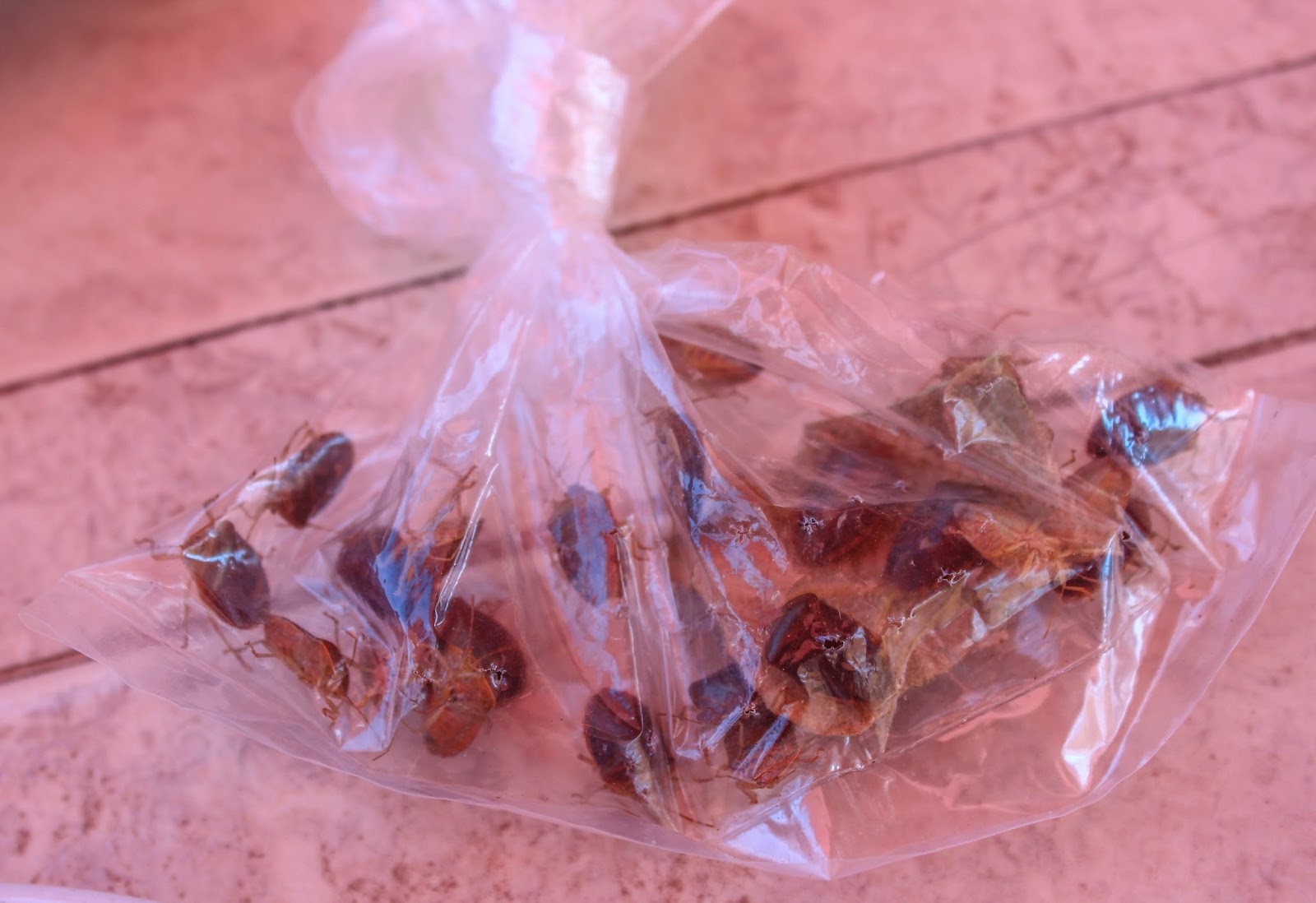 Cannundrums: Jumiles (Stink Bug) Salsa