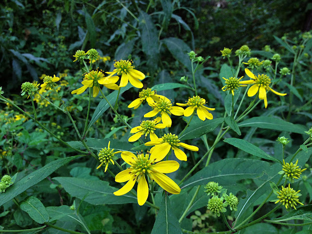 Earth and Space News: Wingstem Verbesina alternifolia: Bright Yellow ...