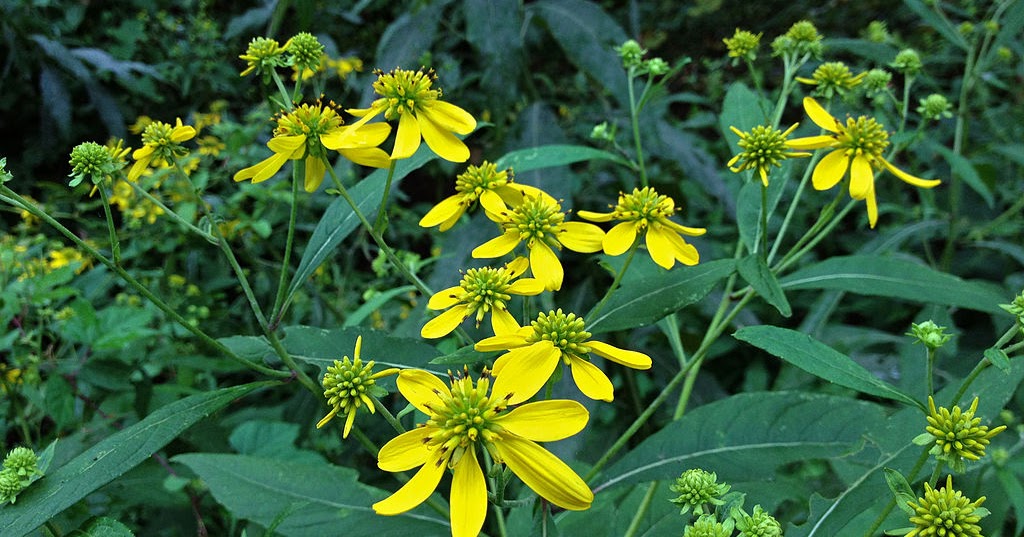 Earth and Space News: Wingstem Verbesina alternifolia: Bright Yellow ...