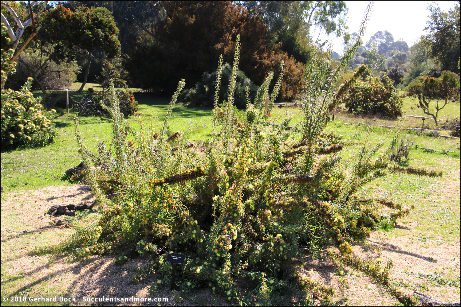 UC Santa Cruz Arboretum in late winter: Australian Garden
