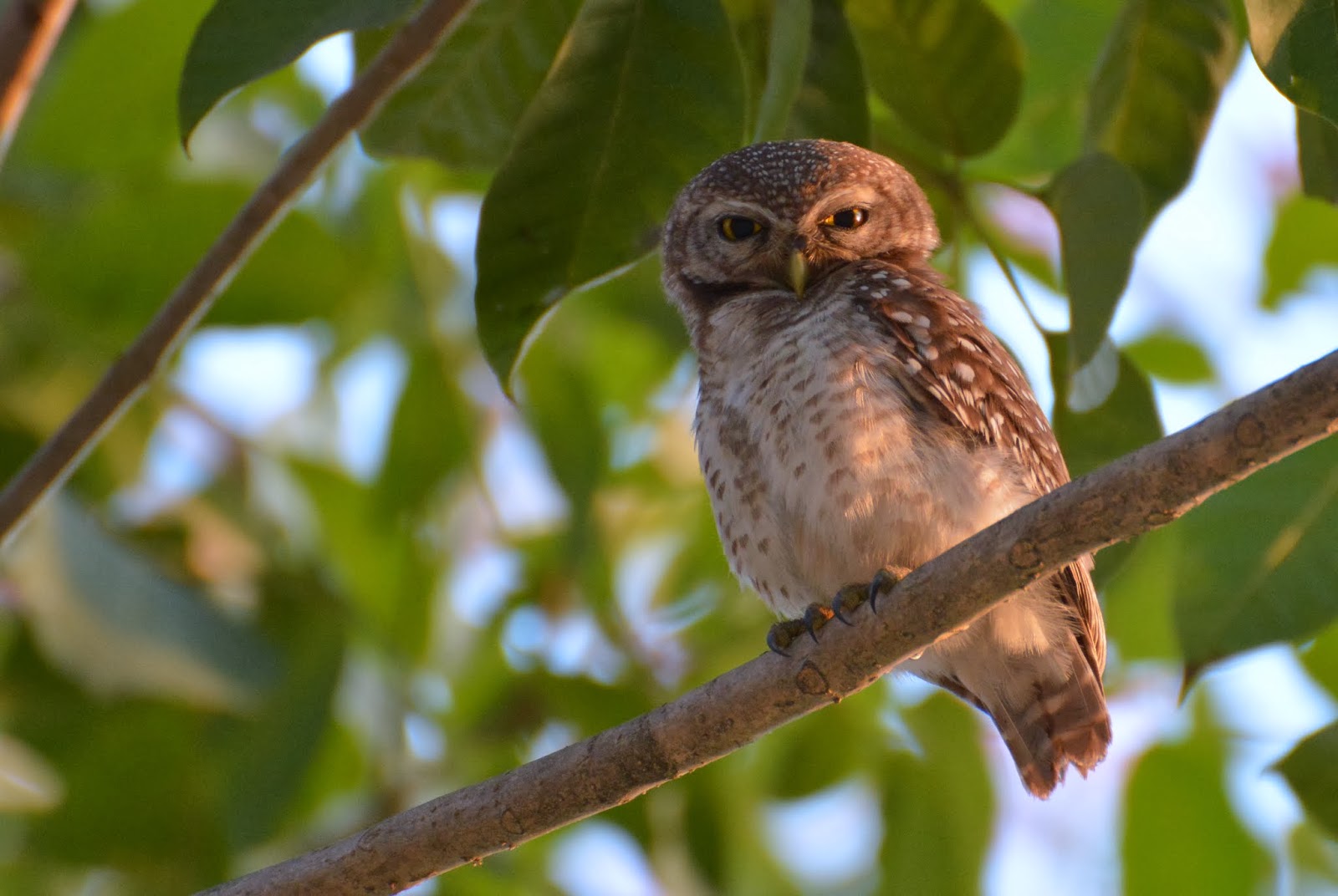 Bangkok Birds: นกกรุงเทพ: นกเค้าจุด (Spotted Owlet)