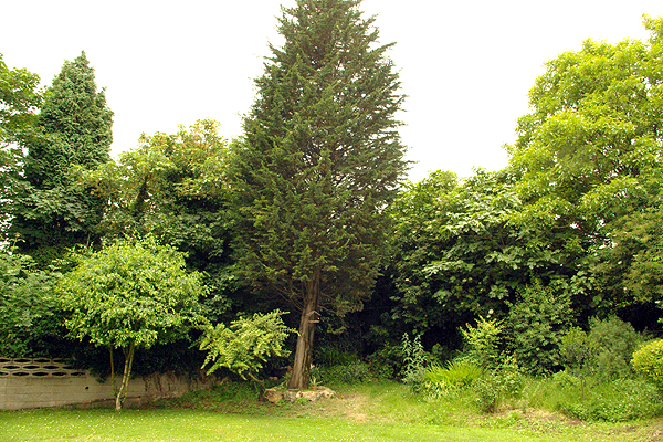 la naturaleza: Ciprés