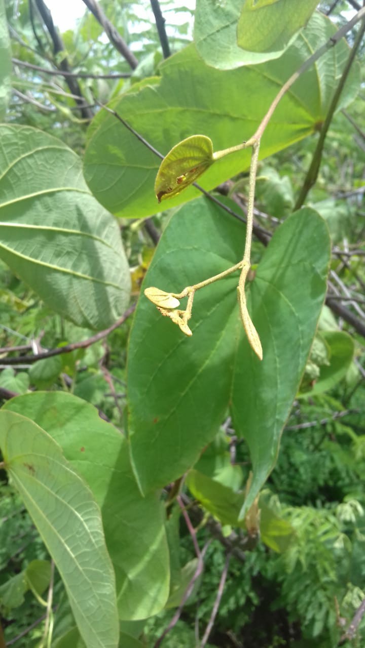 Coleções Virtuais: Planta 6: Mororó