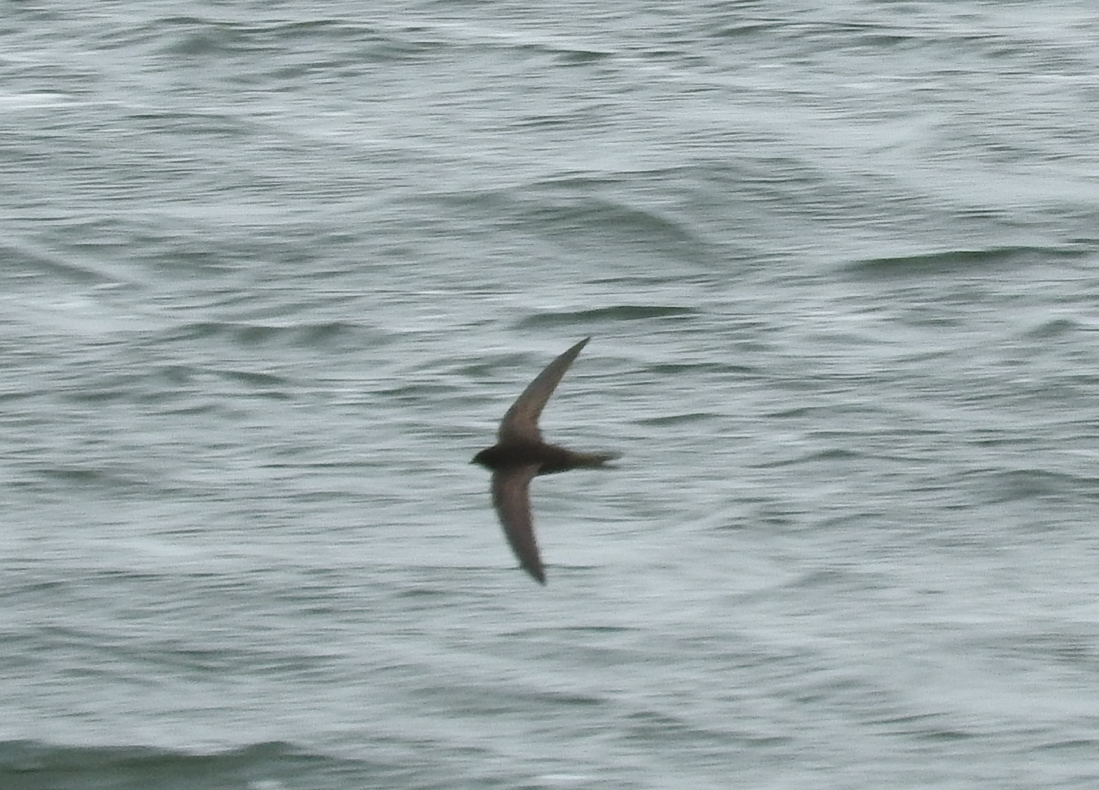 Plovers Blog: Devil Birds