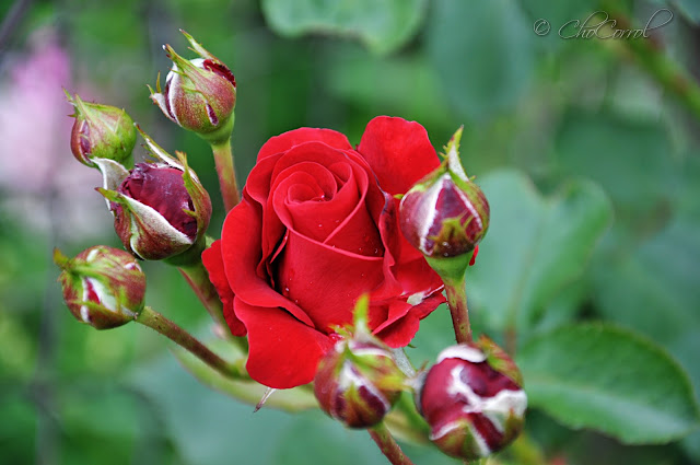 CoLoRes, SaBoRes, oLoRes...CoLoRs, TaSTeS, SmeLLS: roses/rosas