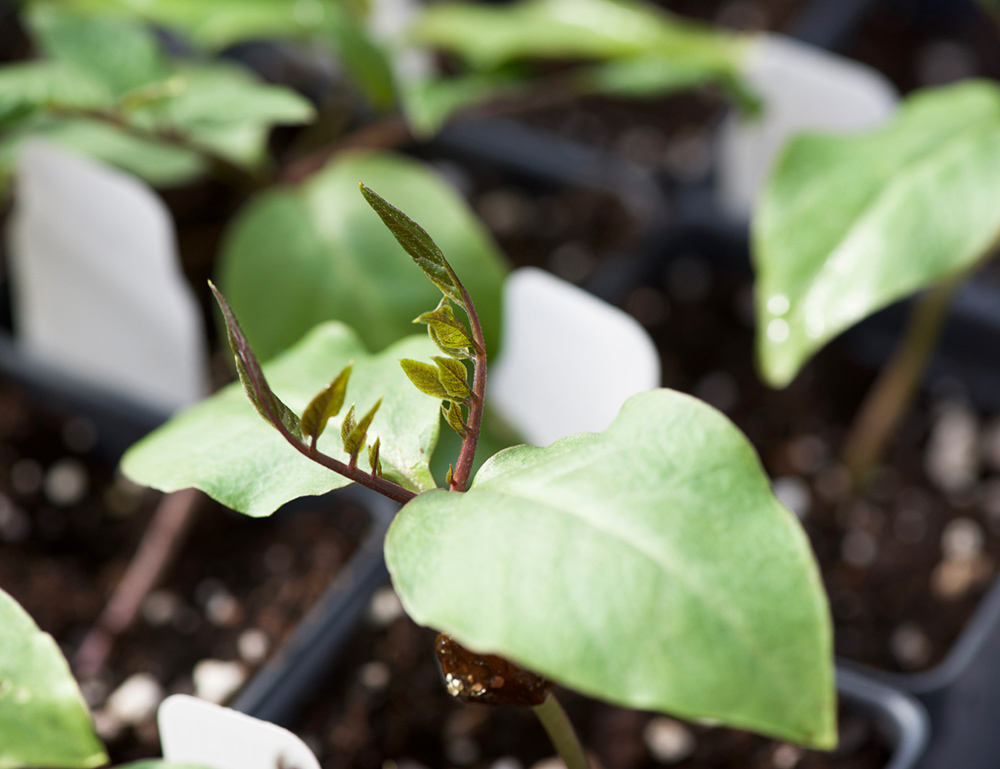 Seed Leaves and True Leaves: an ID