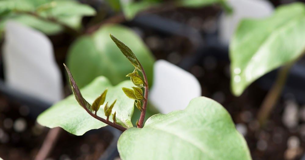 Seed Leaves and True Leaves: an ID