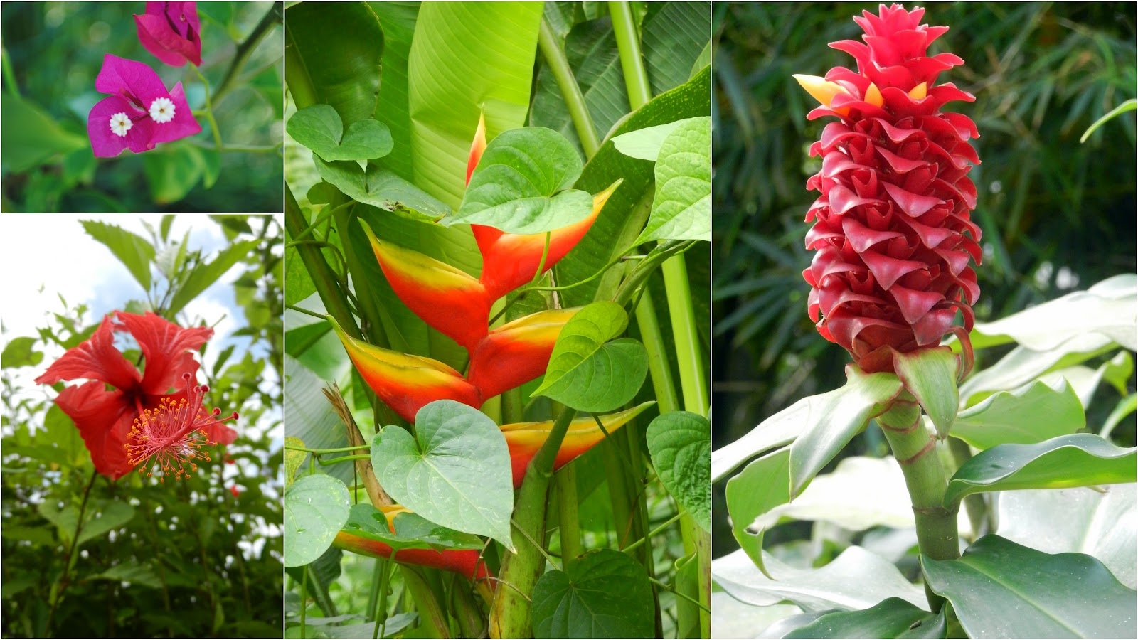 The Kings are Konquering Grenada