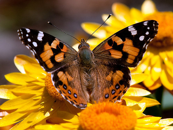 Australian Painted Lady - Insects Morphology