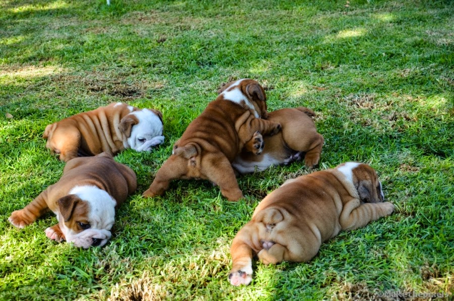 18 Of the Most Adorable Wrinkled Dogs - Best Photography, Art ...