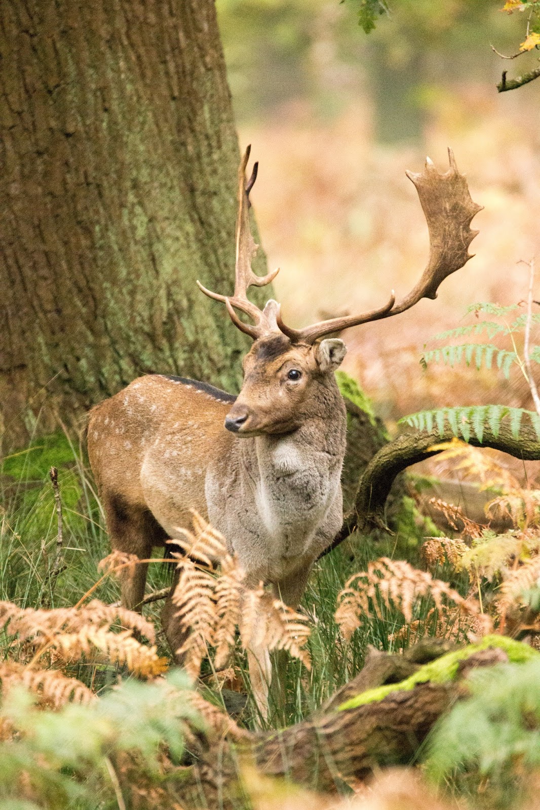 Chipster63 Photography: A Stag Do...