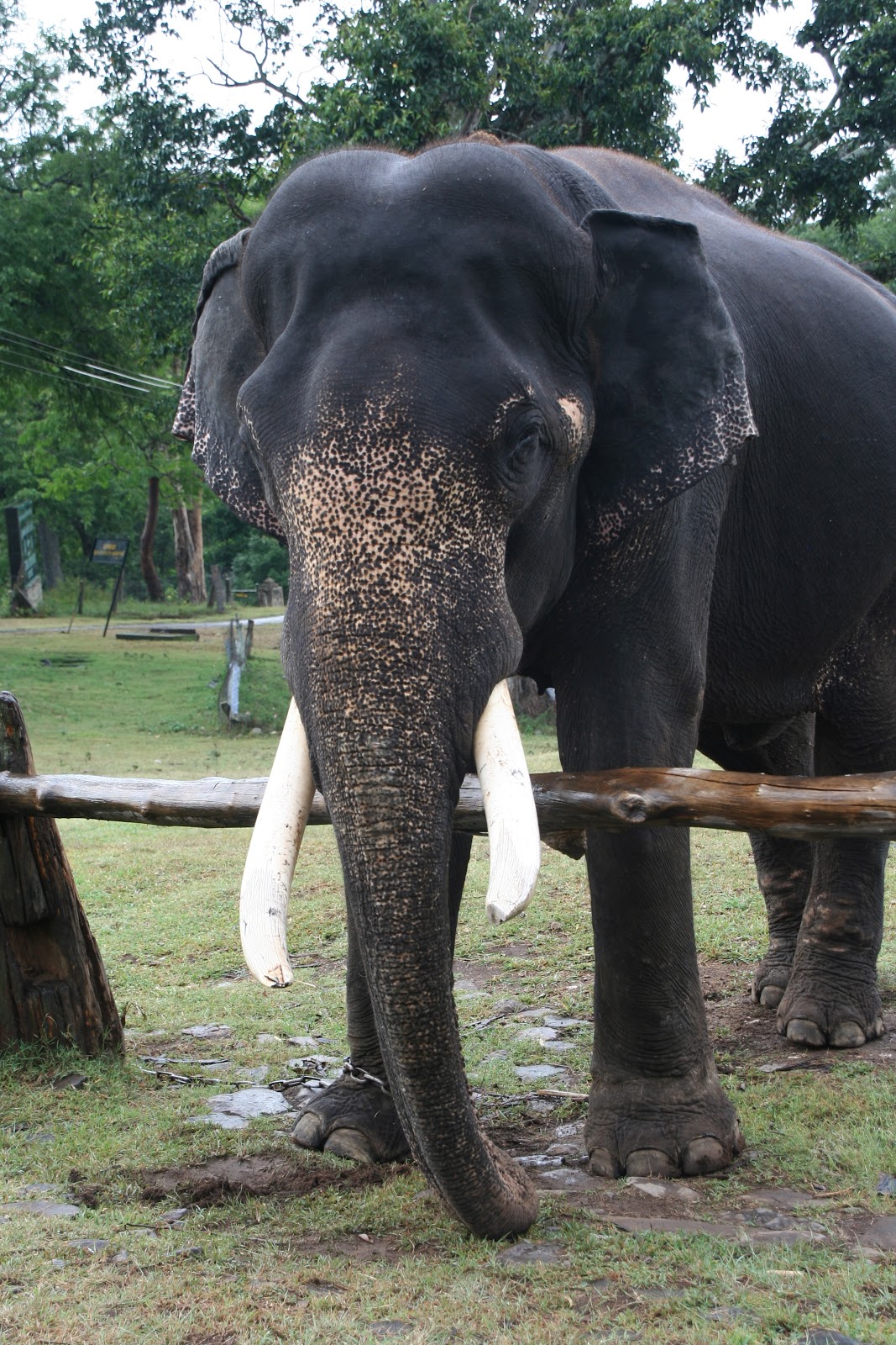 To See the Seven Continents: Mudumalai Wildlife Sanctuary, India