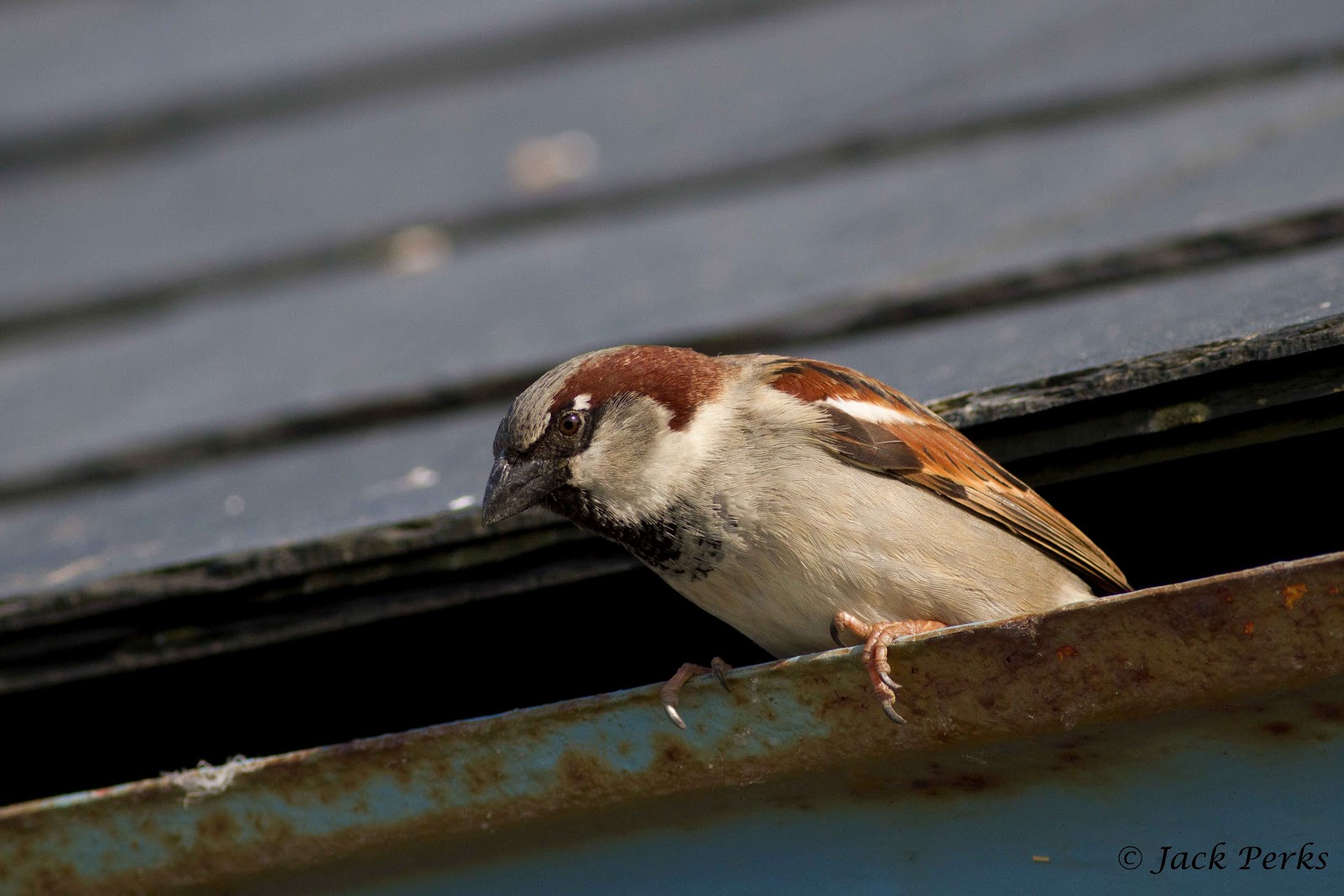 Jack Perks Photography: St ives Bird Photography