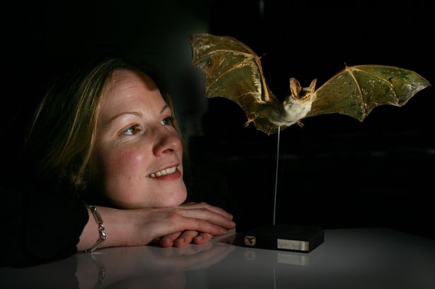 Bats sing romantic songs to each other says Dr Emma Teeling
