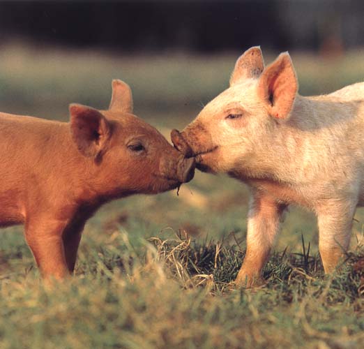 Exudative Epidermitis In Pigs