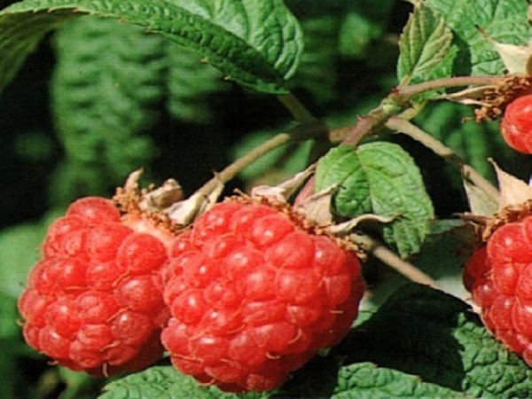 Fichas de Plantas: La Frambuesa