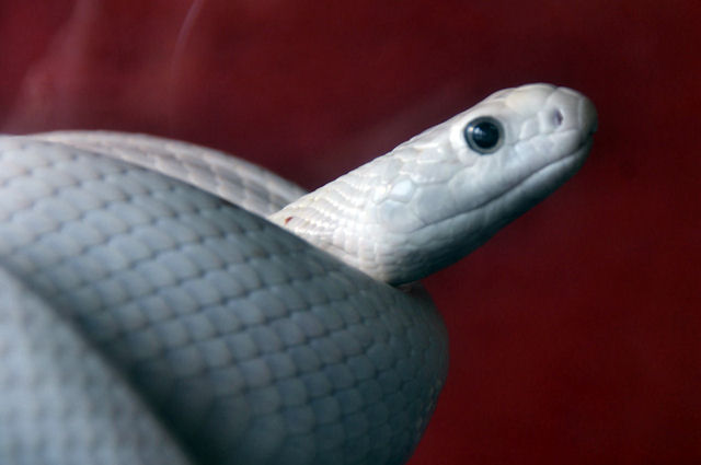 More glimpses of unfamiliar Japan: Sacred White Snake