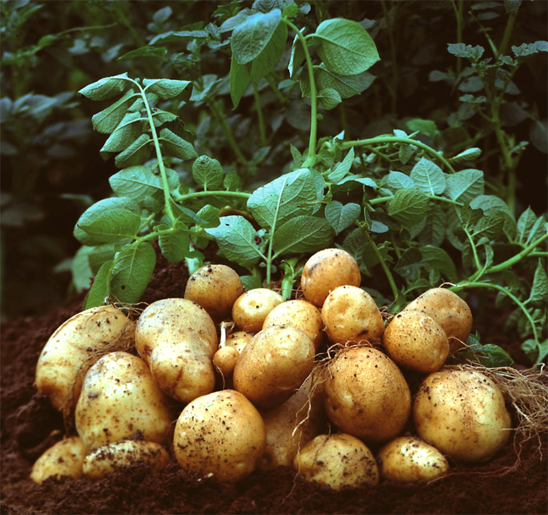 8 oppskrifter du kan lage med potet | Veganmisjonen