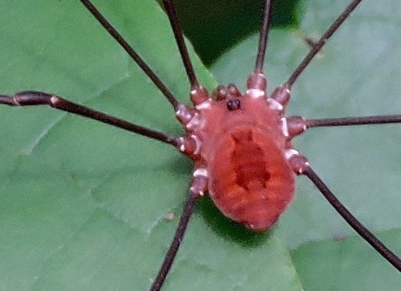 Springfield Plateau: Red Harvestman