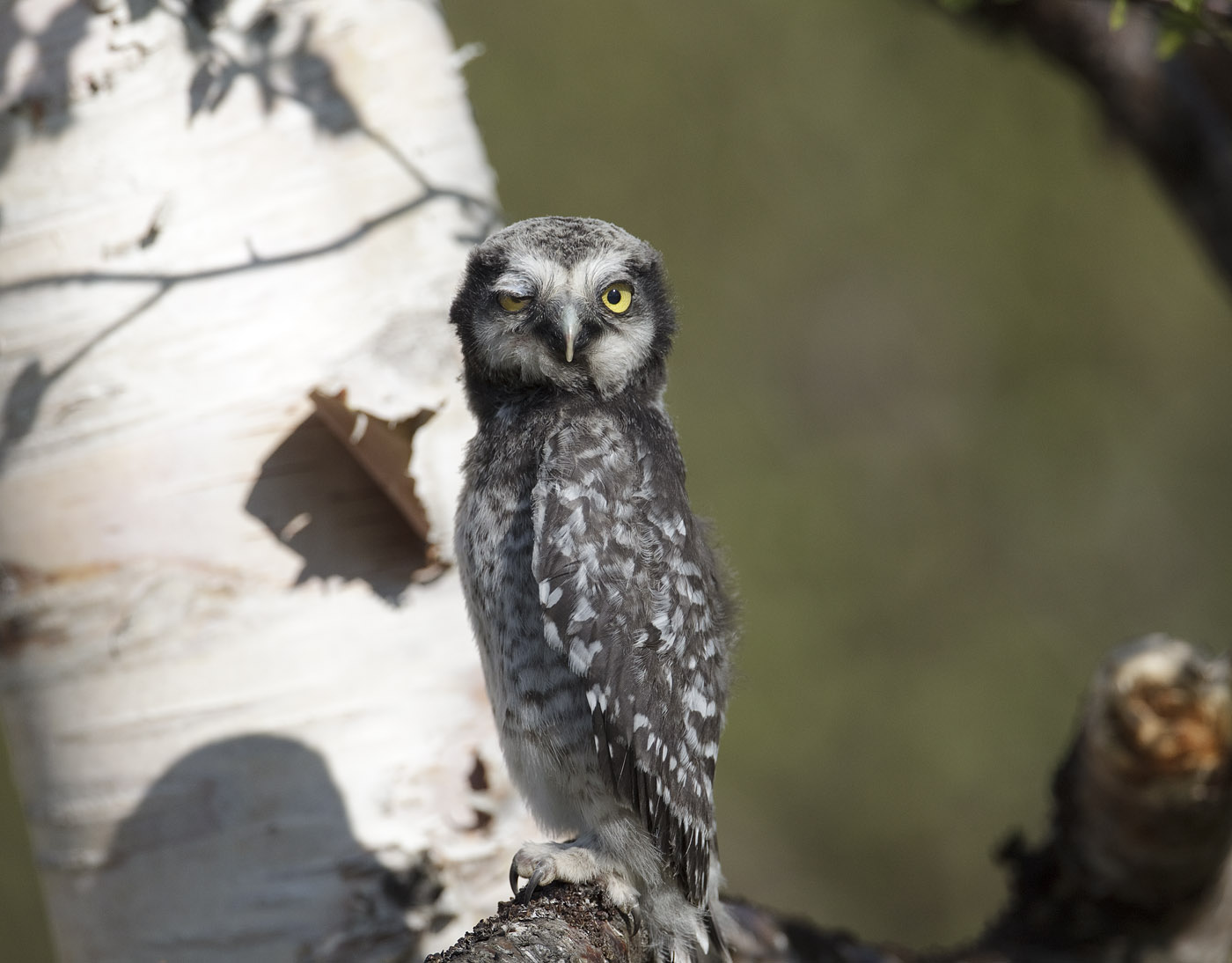 pewit: baby Hawk Owls