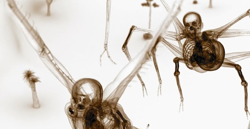 REPURPOSING THE WUNDERKAMMER: A INSECT/HUMAN SKELETON?