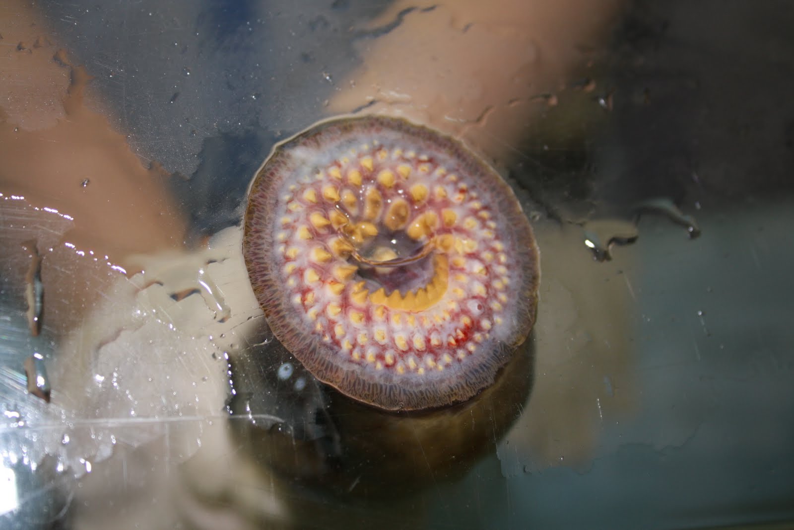 Catch-M-All: Stone Sucker of the Sea, fish number 20, Sea Lamprey