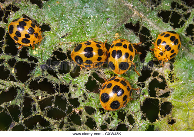 8 Hama Ini Sangat Merugikan Petani Cabe. Begini Gejala Serangan dan ...