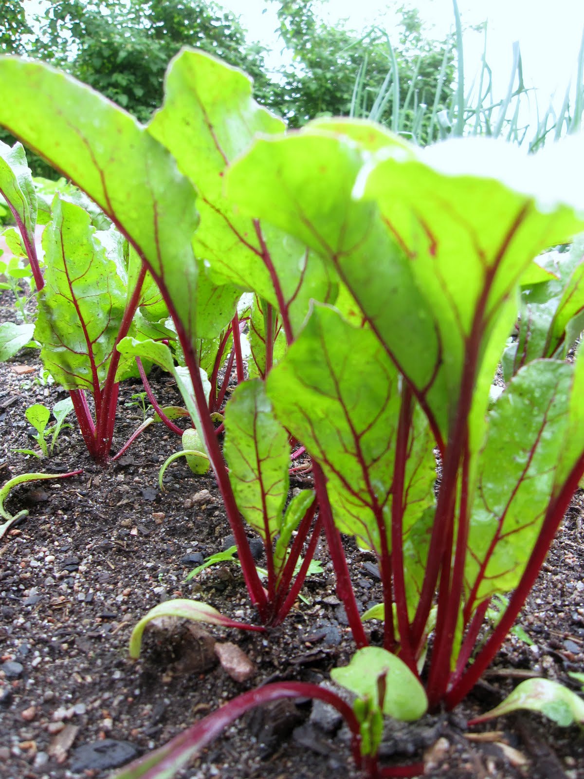 Puoli kuuta peipposesta: Kasvimaa ojennuksessa