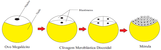 Material de Apoio de Embriologia Veterinária: Clivagem