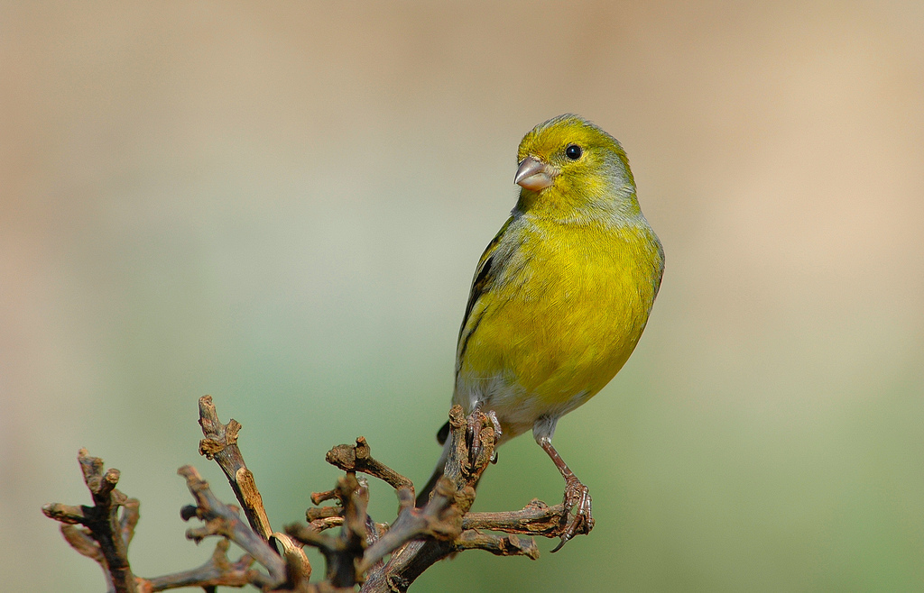 El Teide: Características