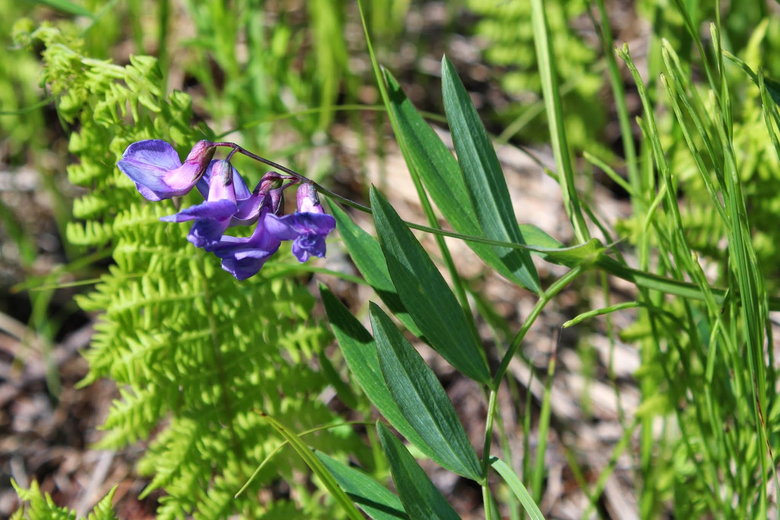 NATURE NOTES: June 2014