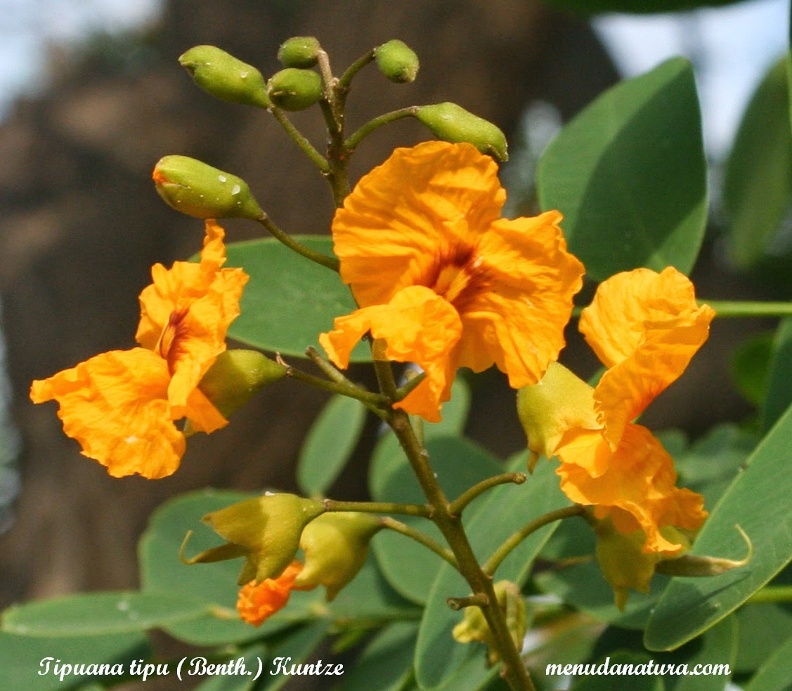 El Jardí de Menuda Natura: Tipuana. Acàcia de flor groga