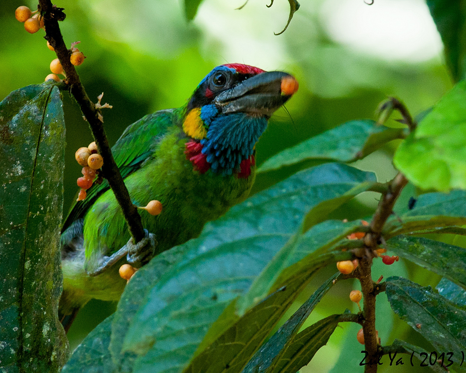 Zul Ya - Birds of Peninsular Malaysia: Colourful Barbets