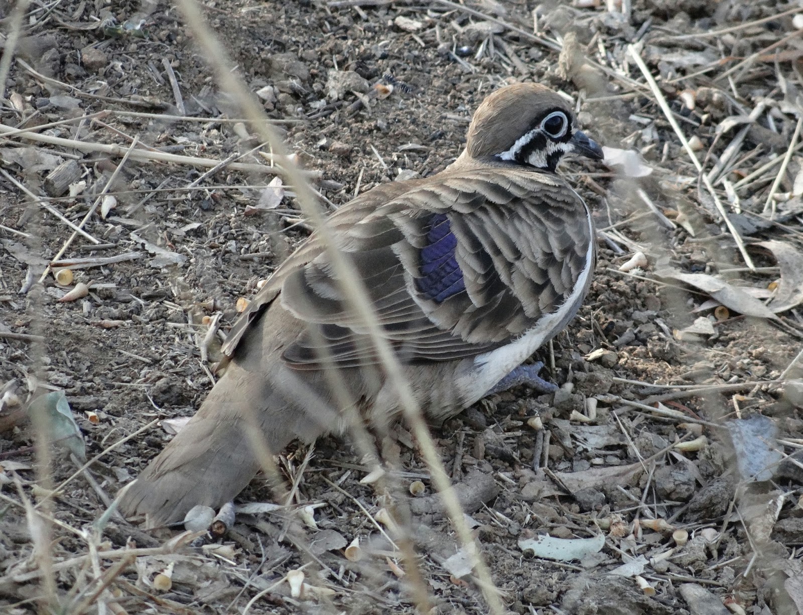 sunshinecoastbirds: Eidsvold: Squatter Pigeon, Ground Cuckoo-Shrike ...
