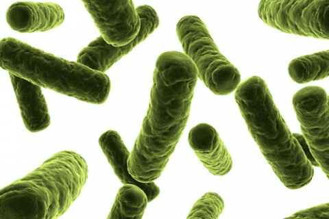 Vida y Salud: Qué es la Difteria, la enfermedad que causa terror y ...