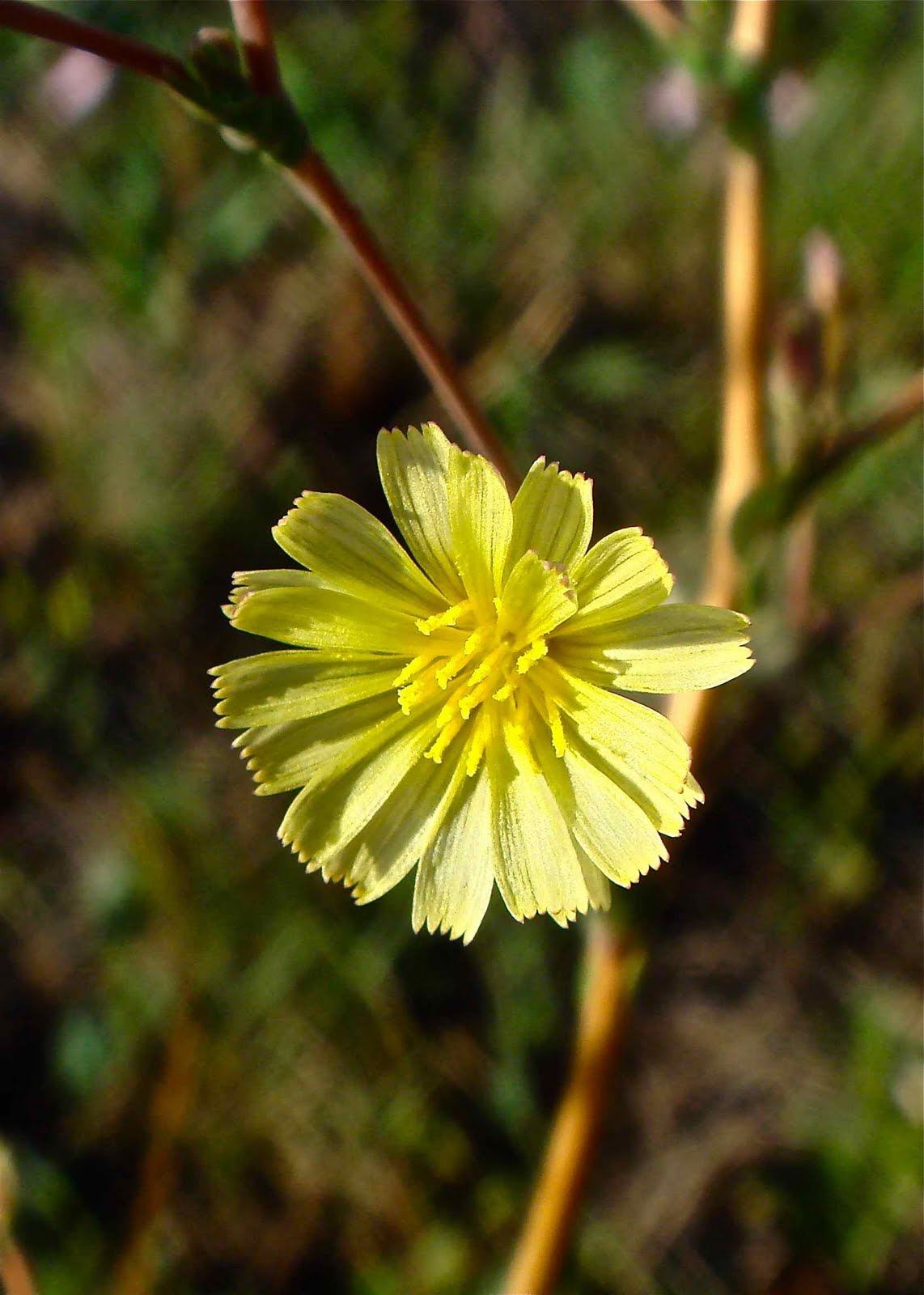Poetry Of Spirit And Light: Prairie Jewels