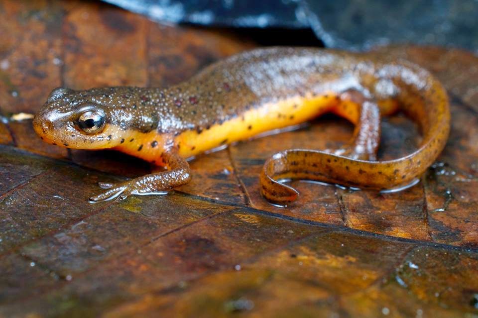 Herpedex: All the Herps I Have Seen In The Wild: Herping in Will County ...