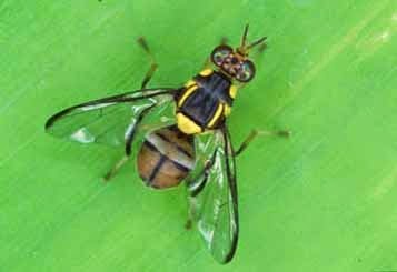 smart fandi: Mengendalikan hama lalat buah dengan lem tikus