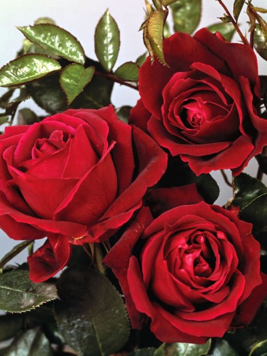 Mencintai Duri Mawar | Rumah AR