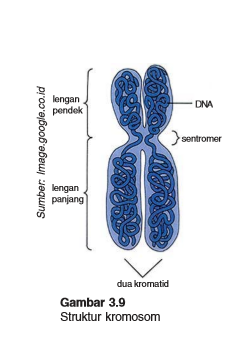 Penggolongan kromosom - Our Akuntansi