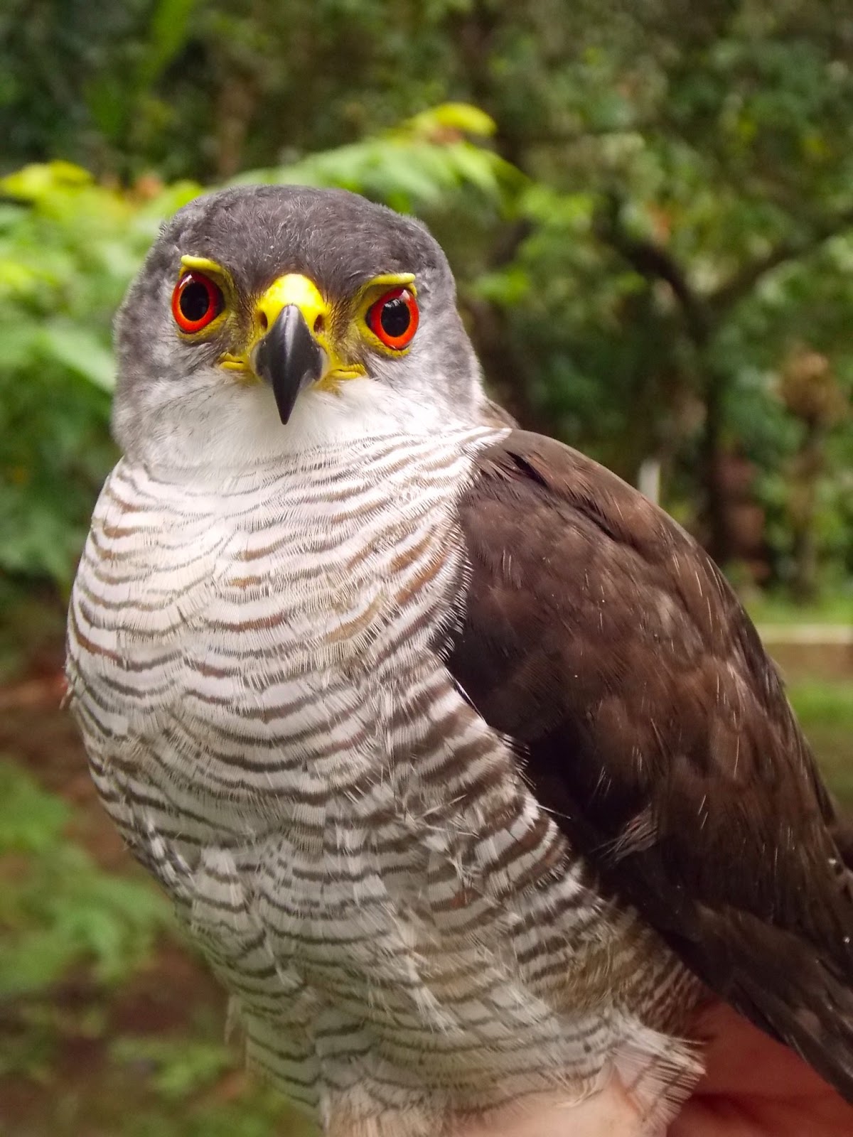 Boom Chachalaca: Tiny Hawk in a Big World