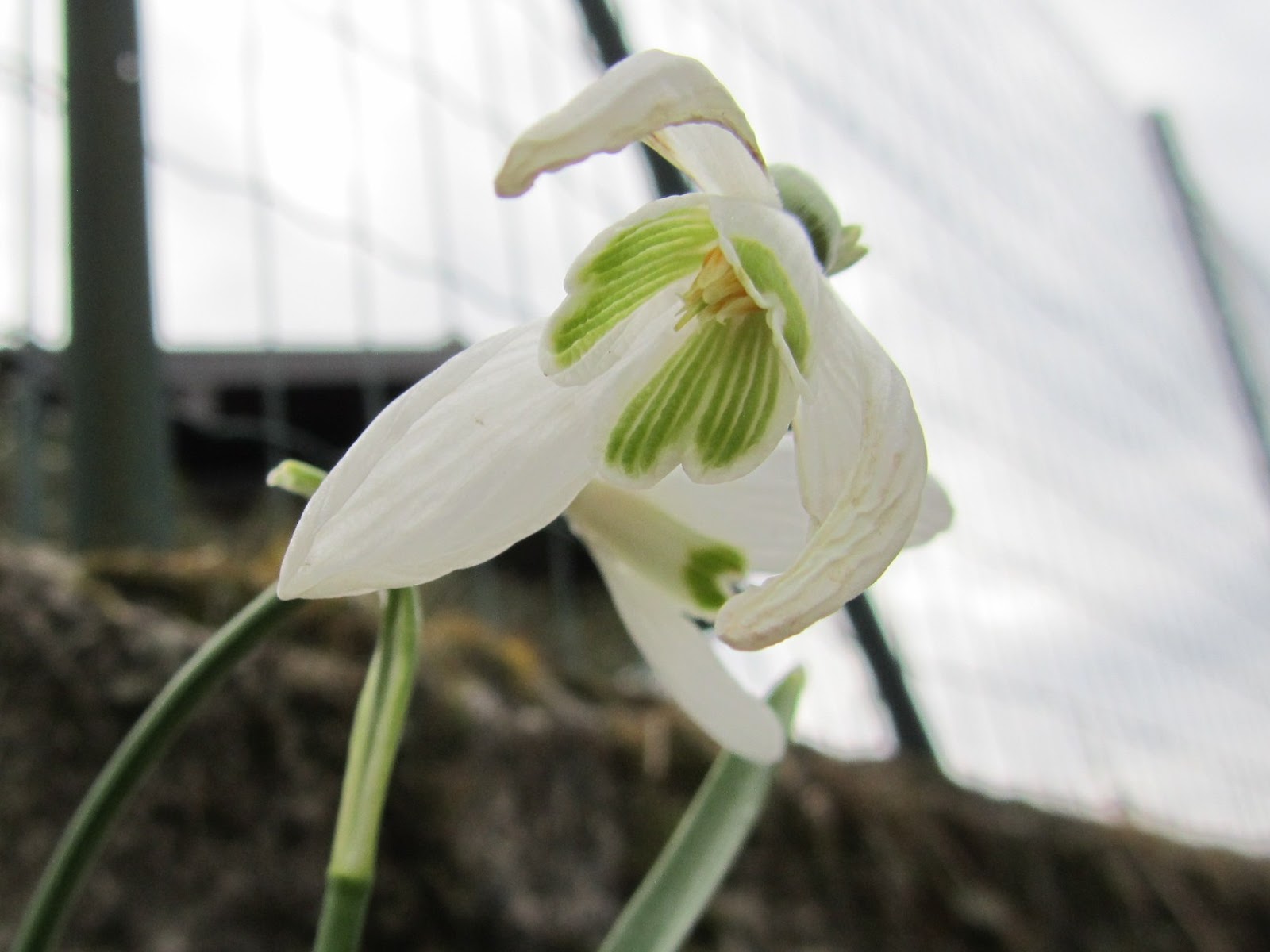 I Bucaneve (Galanthus nivalis) ed i Falsi Bucaneve (Leucojum vernum ...